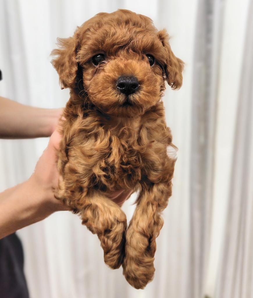 トイ・プードル（OneBuddyトモニー水戸） – OneDo Group